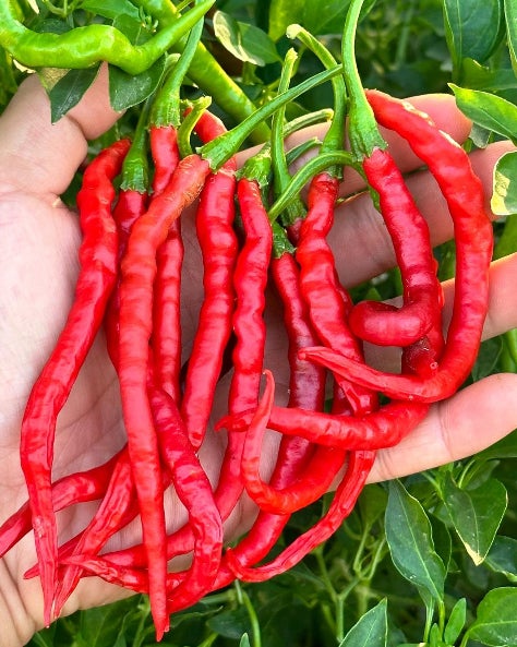 Himo Togarashi Pepper | Earth Culture Organics