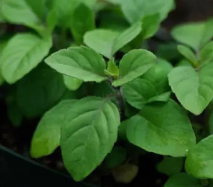 Tulsi Holy Basil (Rama) | Earth Culture Organics